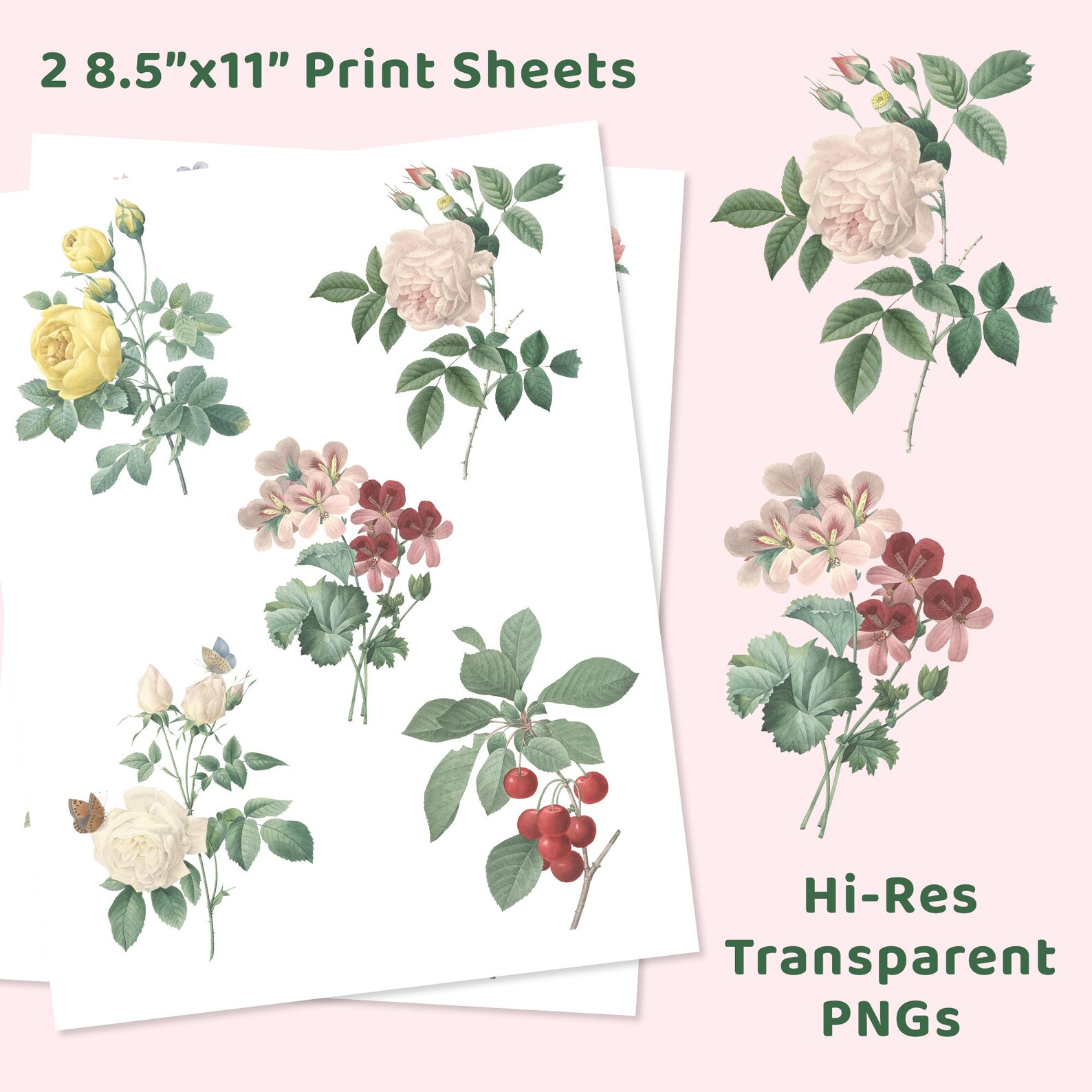 10 PNG Vintage Pastel Flower Illustrations Digital Download, Botanical ...