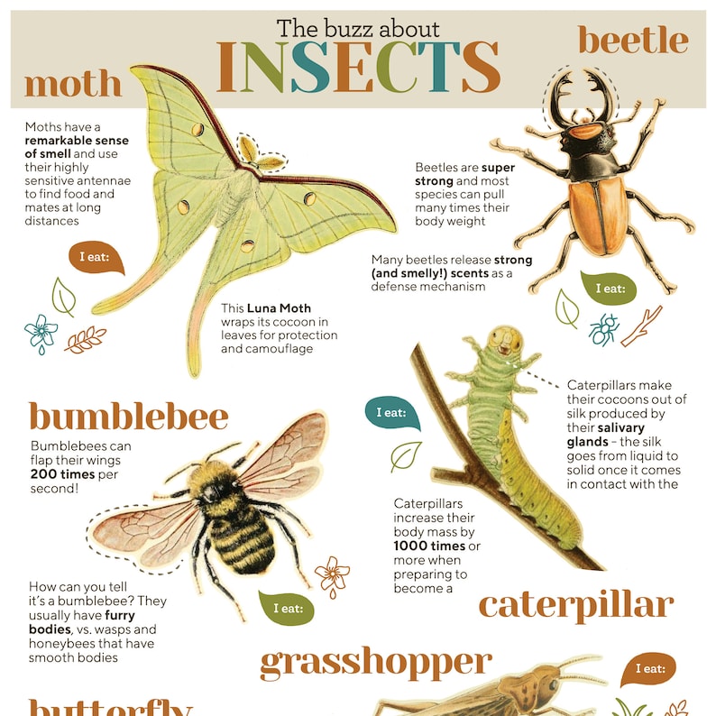 Educational Bugs Fun Facts Poster Digital Download | Insects Print ...