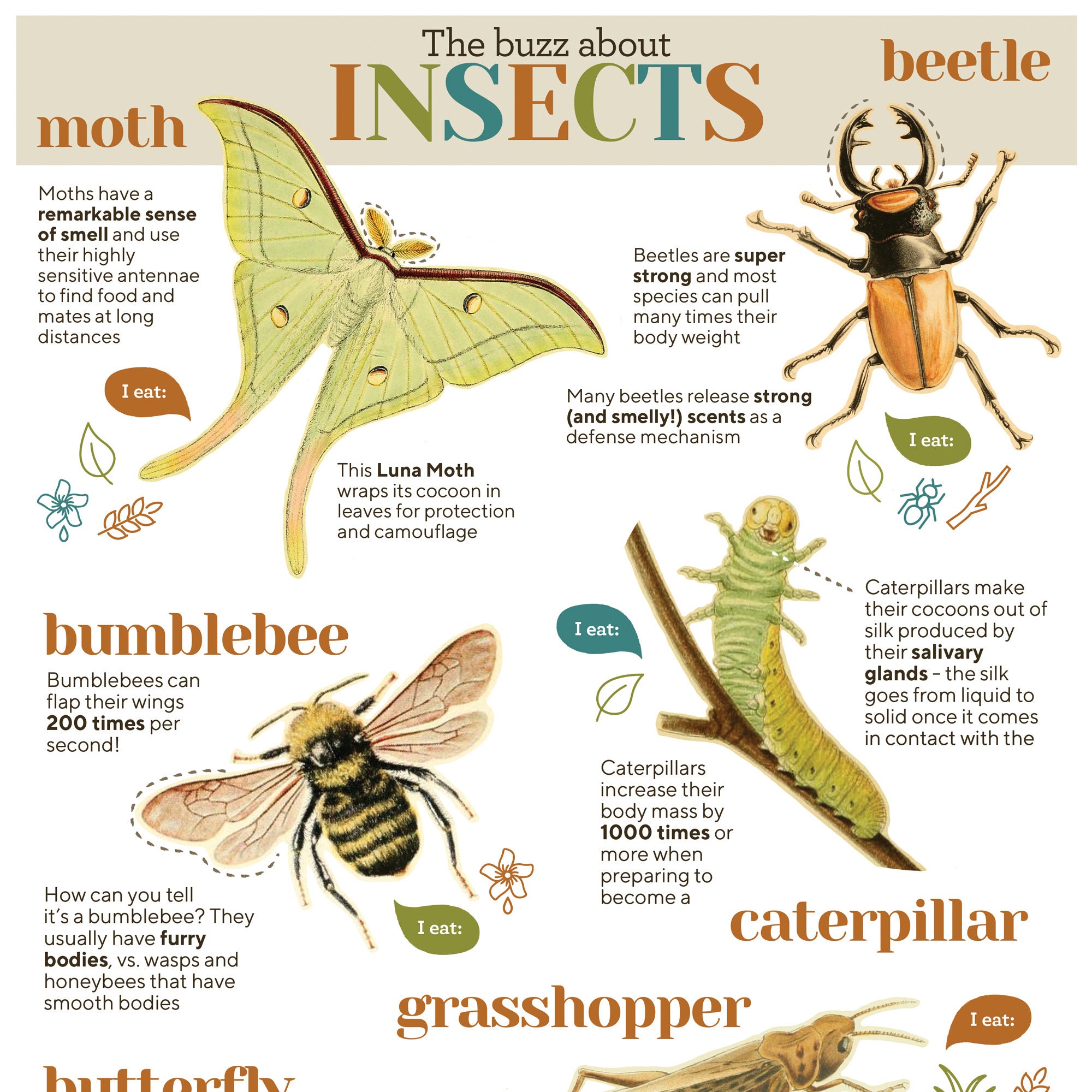 Educational Bugs Fun Facts Poster Digital Download | Insects Print ...