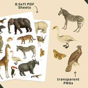 26 PNG Vintage Zoo Animal Clipart Digital Download, Animal Clip Art ...