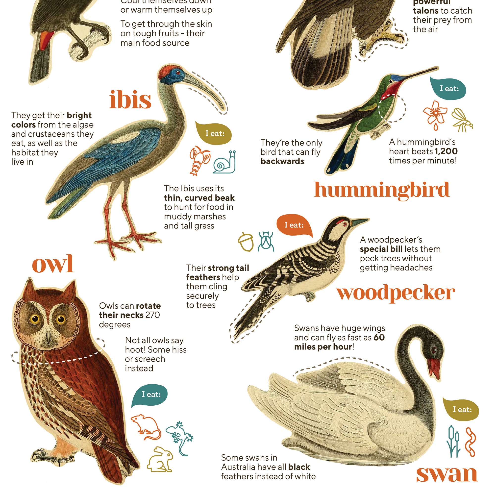 Educational Birds Fun Facts Poster Digital Download | Bird Print ...