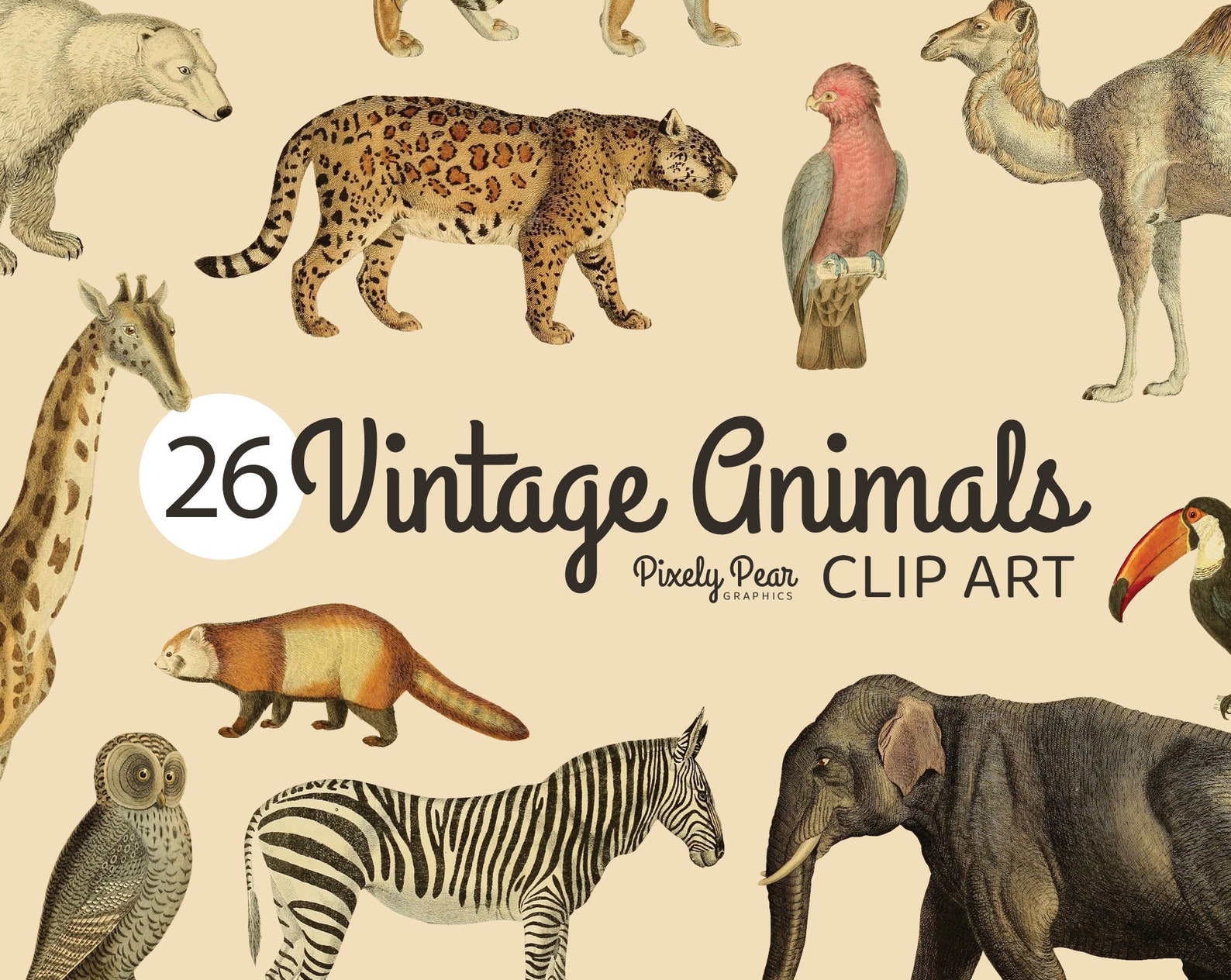 Vintage Zoo Animal Clipart, Vintage Graphics (PNG Digital Download) - Etsy