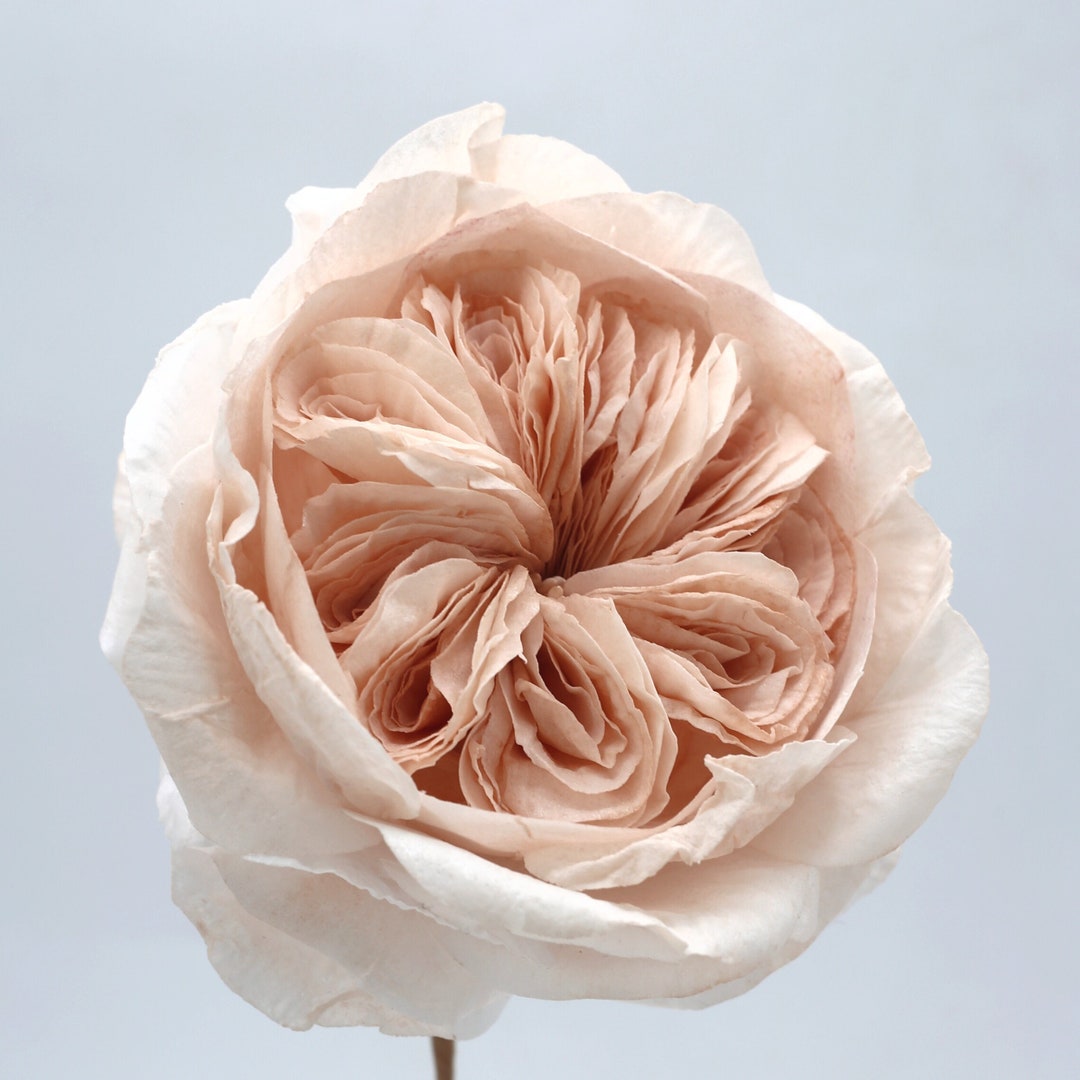 DAVID AUSTIN ROSE Cake Topper Wafer Paper Flower for Cake - Etsy