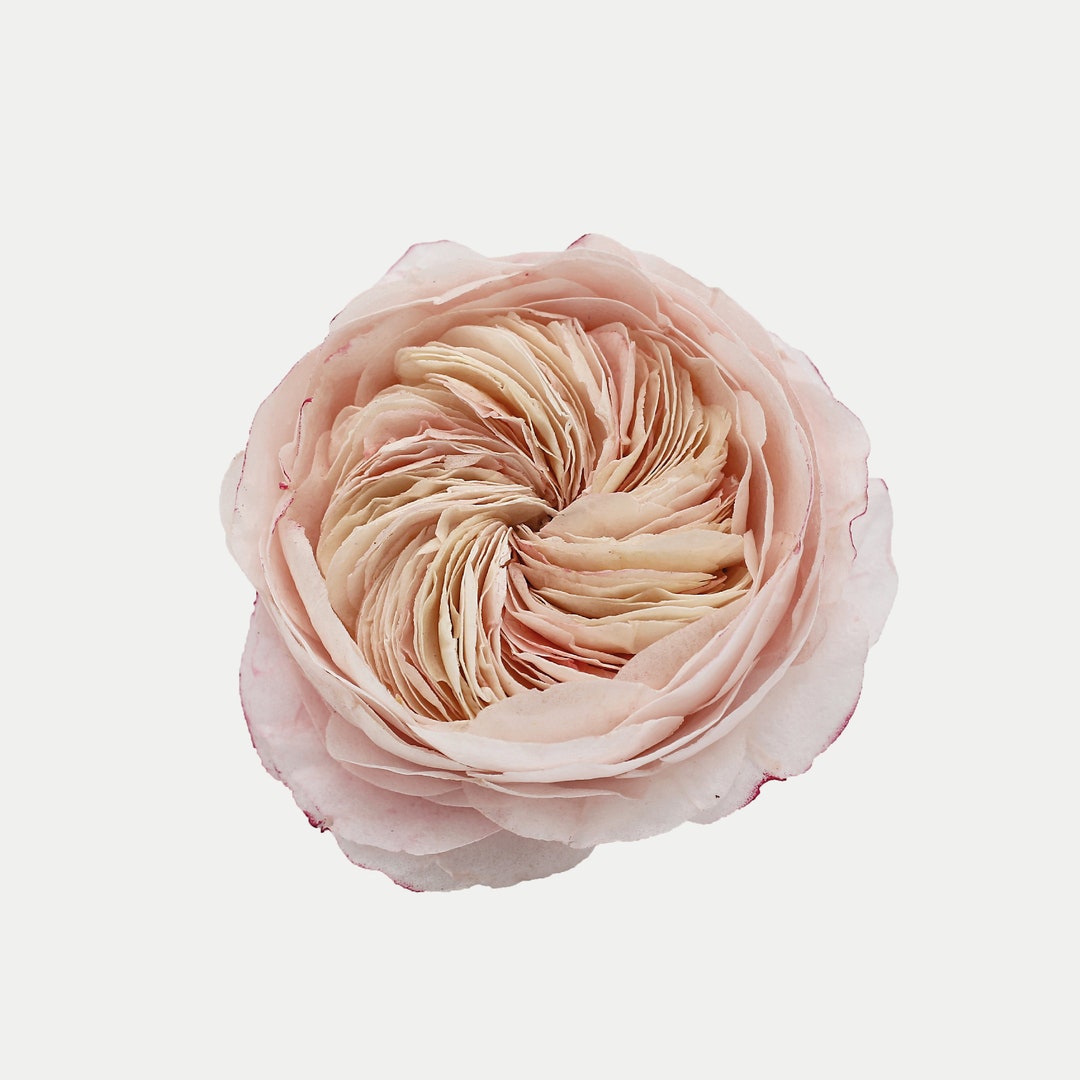 DAVID AUSTIN ROSE, Cake Topper, Wafer Paper Flower for Cake Decorations ...