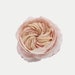 DAVID AUSTIN ROSE, Cake Topper, Wafer Paper Flower for Cake Decorations ...