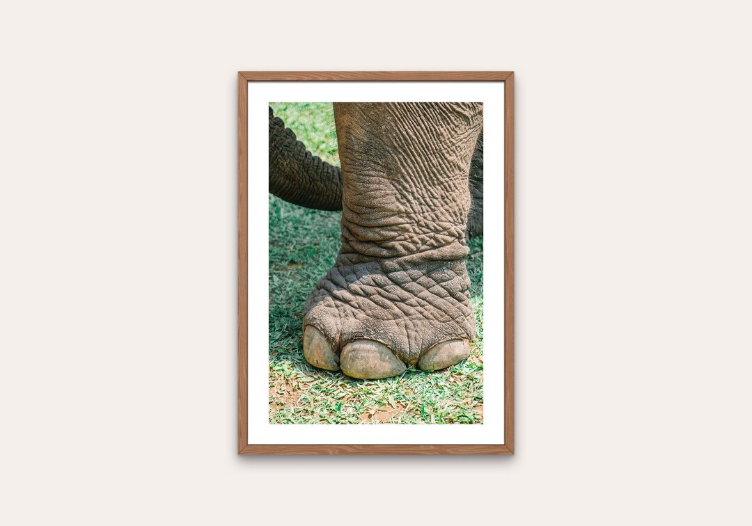Elephant Foot Print - Animal Wall Art, Digital Download, Travel ...