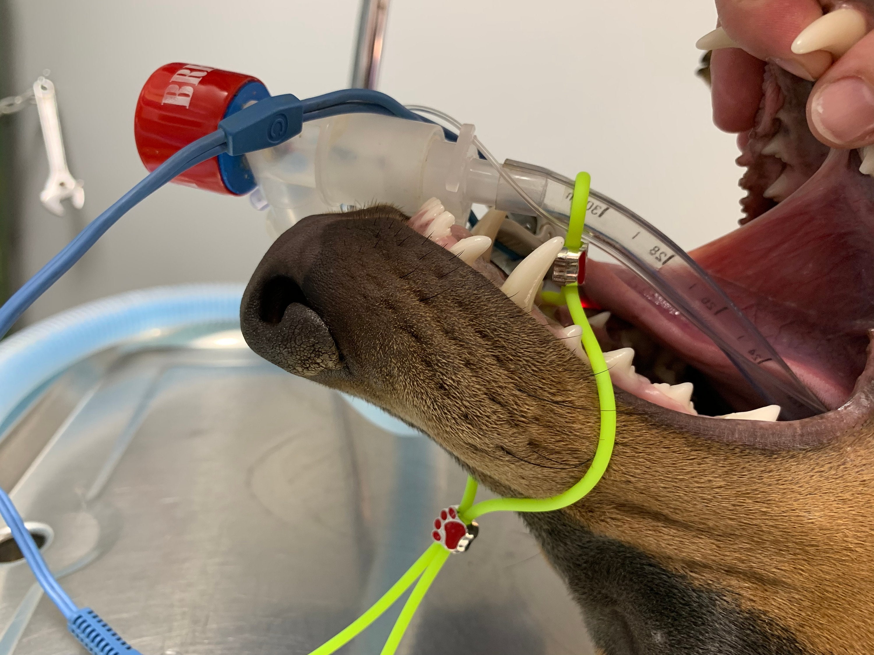 Endotracheal Tube Ties | Etsy UK