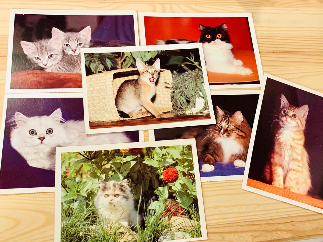 1 Vintage Cat Postcard Kittens and Cat Postcard Cat - Etsy