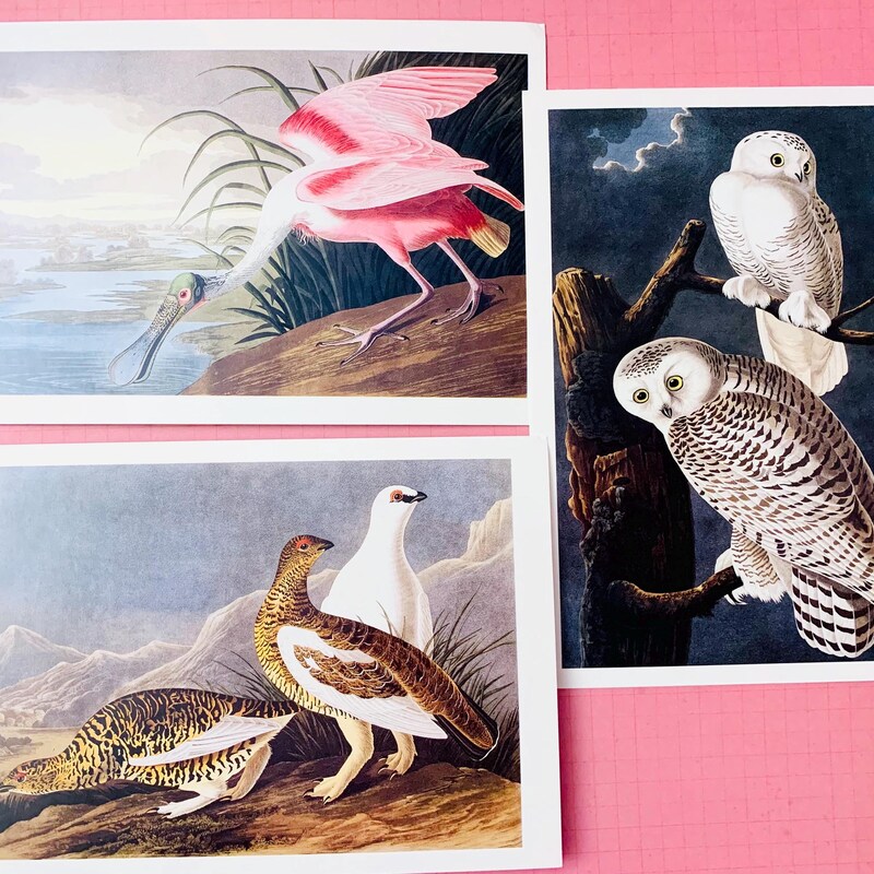 Bird Postcards - Etsy