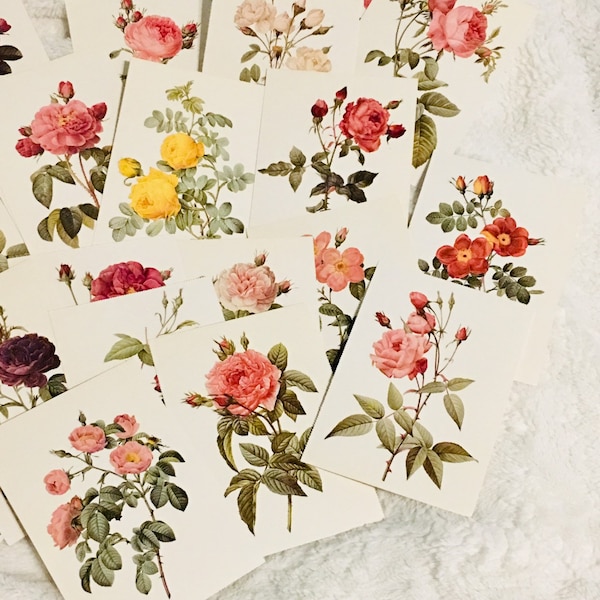 Roses Postcards - Etsy