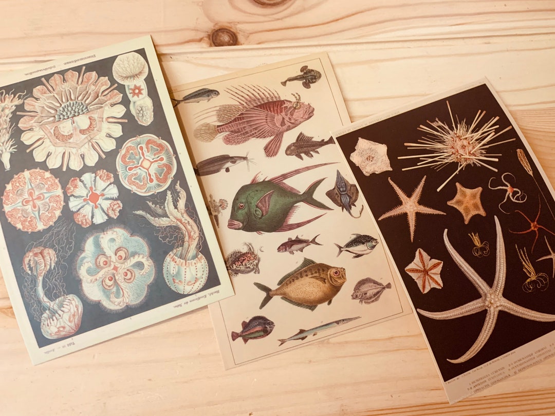 1 Marine Specimen Postcard, Fish Postcards, Jellyfish Postcards, Ocean ...