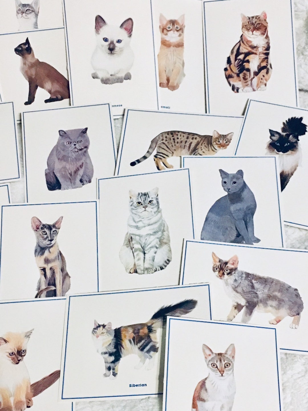 3 Cat Postcard, Cute Cat Postcards, Illustrated Cat Postcards, Vintage ...