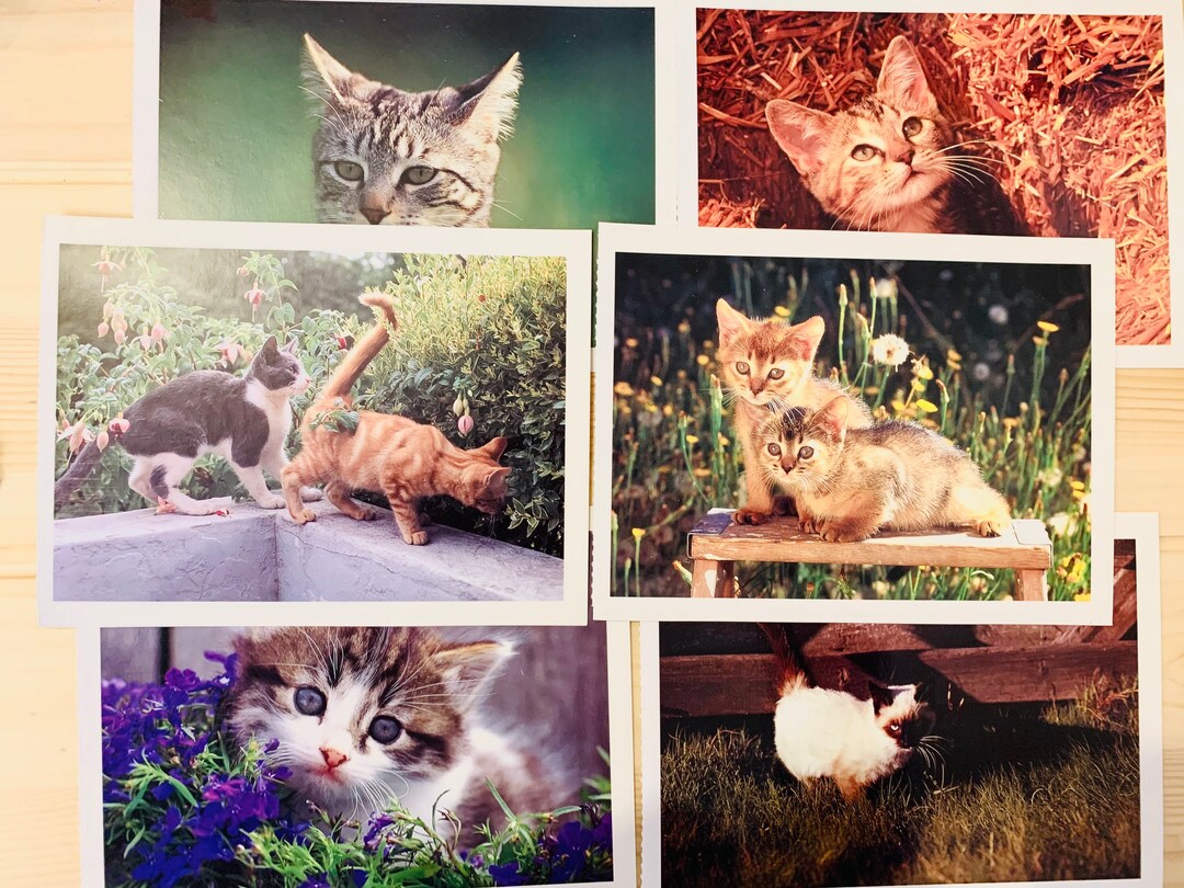 3 Vintage Cat Postcards, Cat Postcards, Set of 3 Cat Postcards, Cat ...