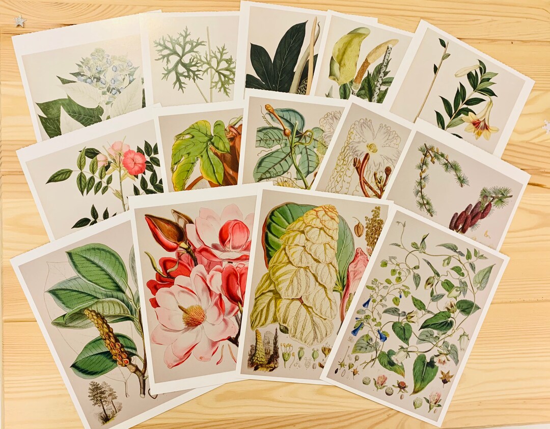 2 Botanic Garden Postcards, Botany Postcards, Plant Postcards, Junk ...