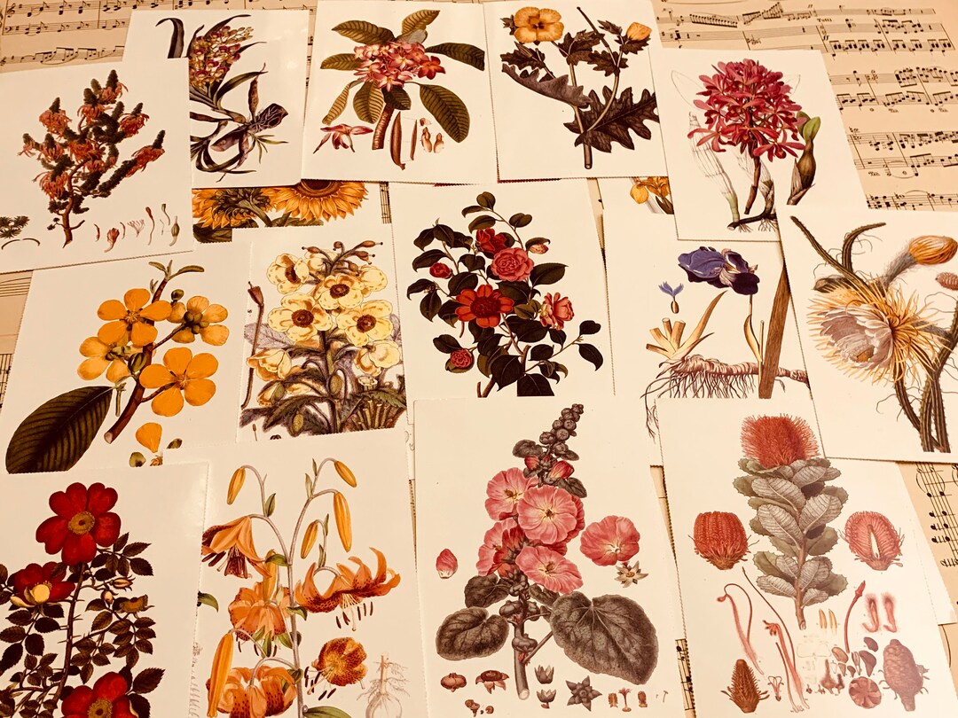 2 Floral Postcards, Botany Postcards, Vintage 1990s Postcards ...