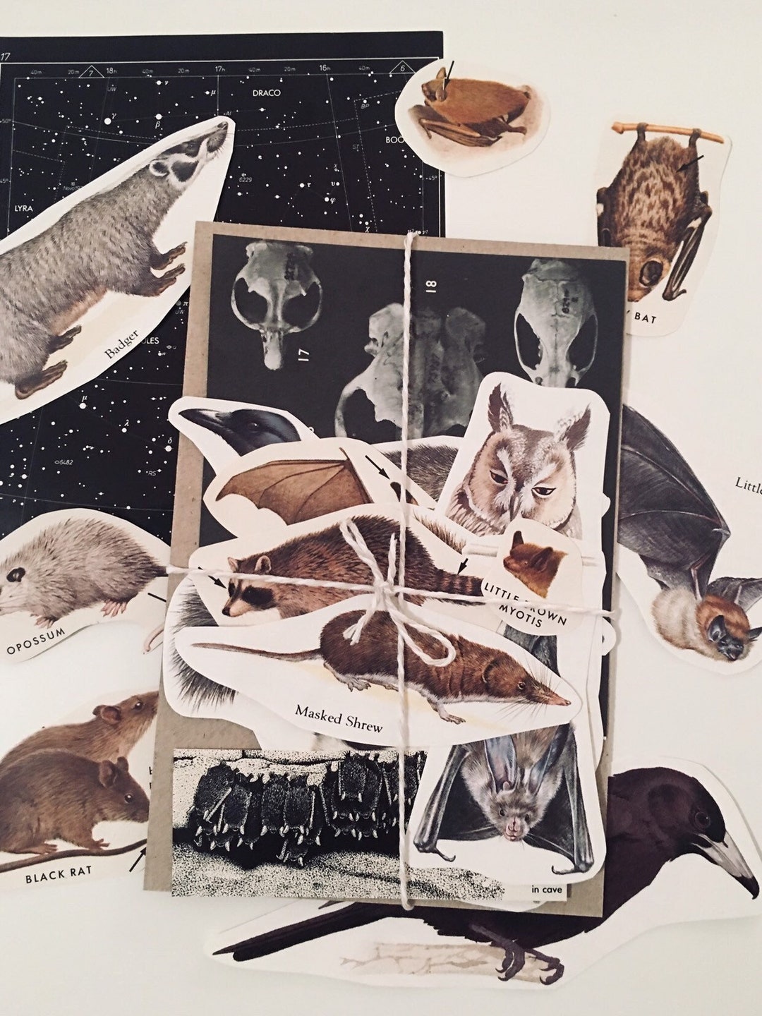 Nocturnal Critters Ephemera, Animals Ephemera Pack, Junk Journal ...