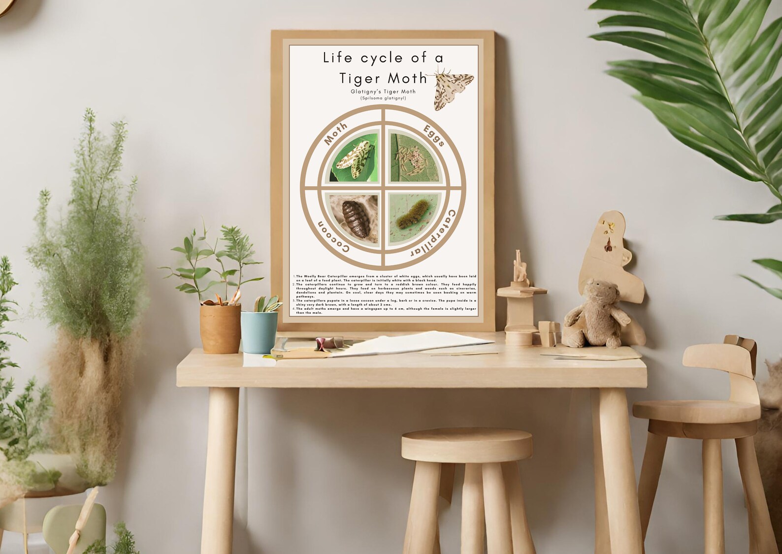 Wooly Bear/tiger Moth Life Cycle - Etsy