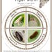 Wooly Bear/tiger Moth Life Cycle - Etsy