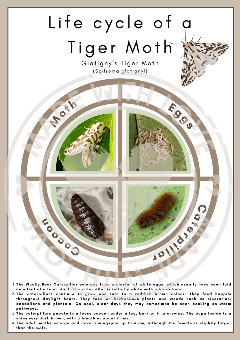 Wooly Bear/tiger Moth Life Cycle - Etsy