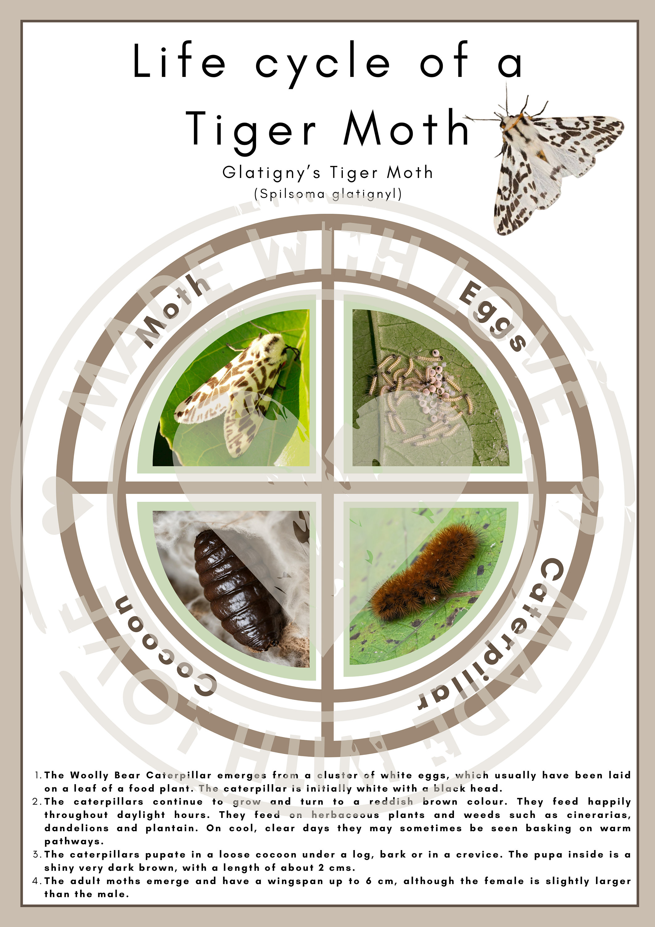 Wooly Bear/tiger Moth Life Cycle - Etsy