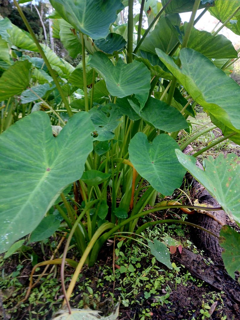 Organic Taro Plants – Lots of 3, 6, 9, 12 | RARE | Colocasia Esculenta ...