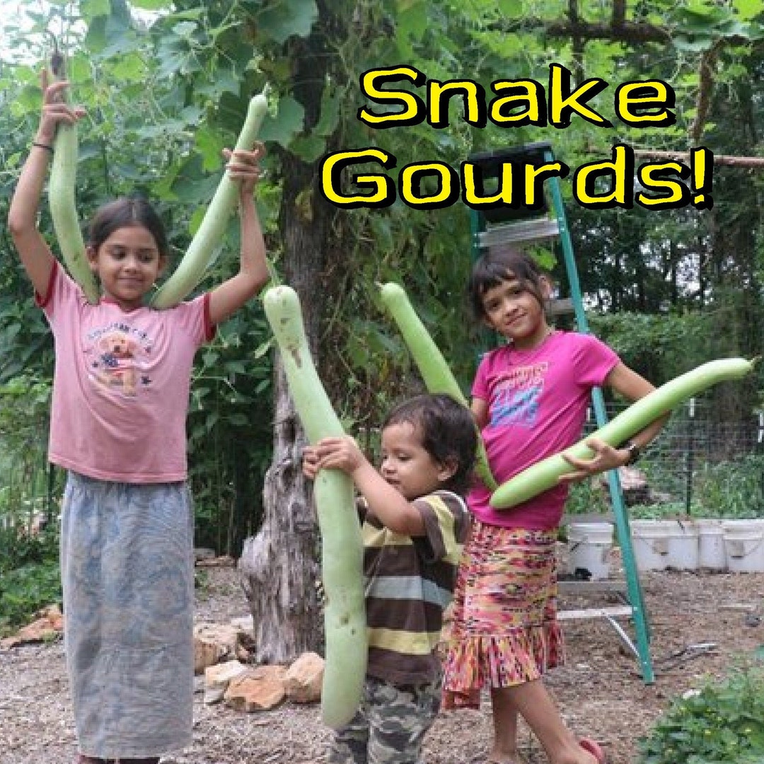 EDIBLE SNAKE GOURDS free Shipping - Etsy