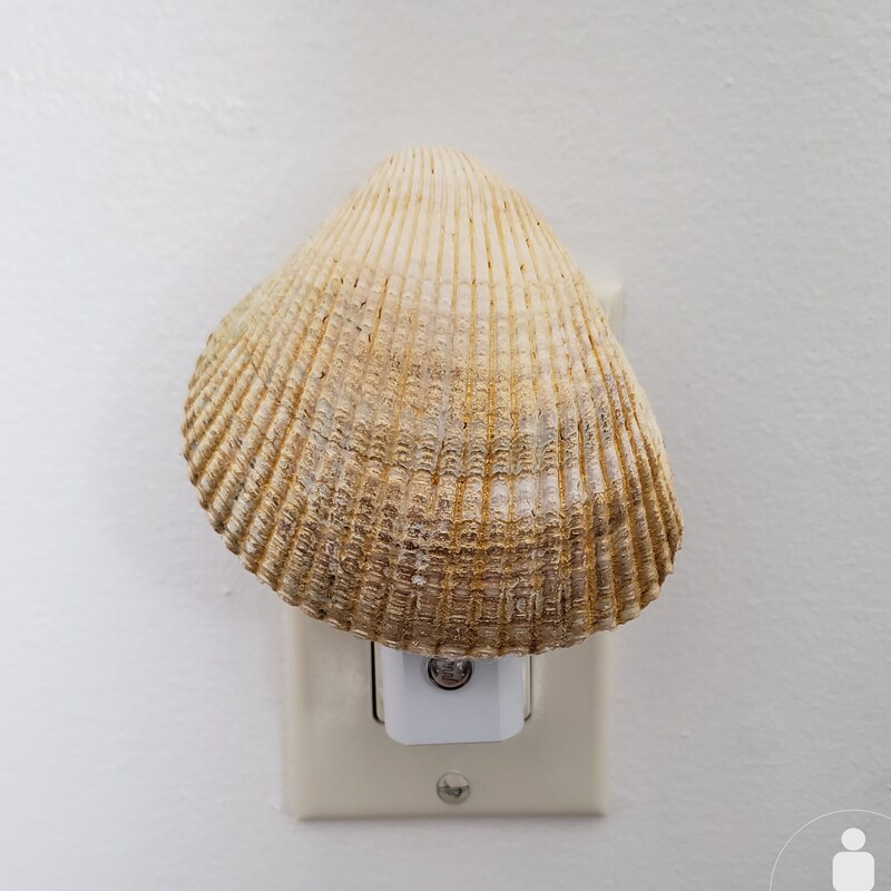 Seashell Night Light - Etsy