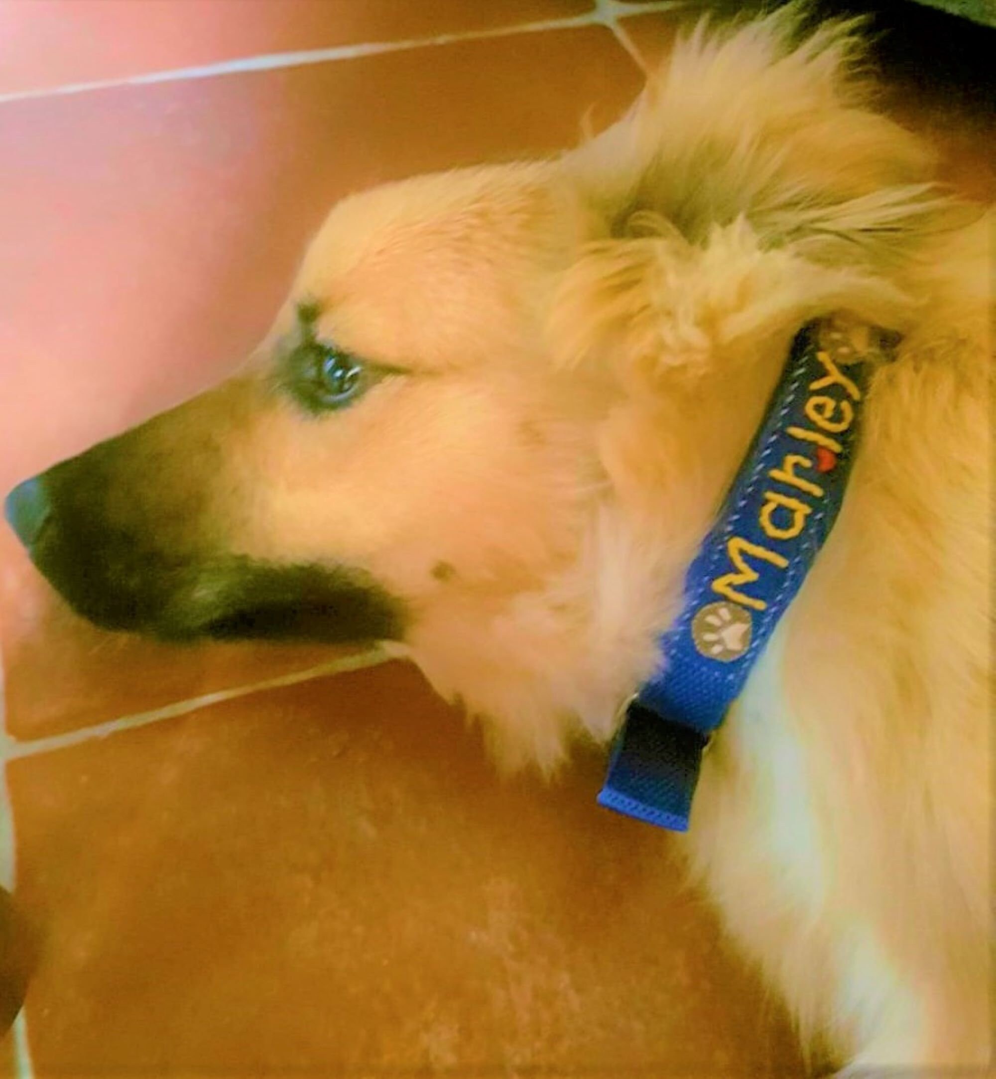 Dog Name Collar Dog Name Tag Collar Dog ID Collar | Etsy