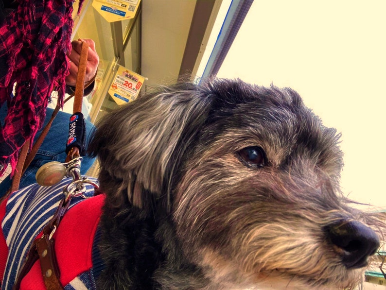 Velcro Dog Name Tag for Harness Velcro Dog ID Tag Custom ID - Etsy Canada