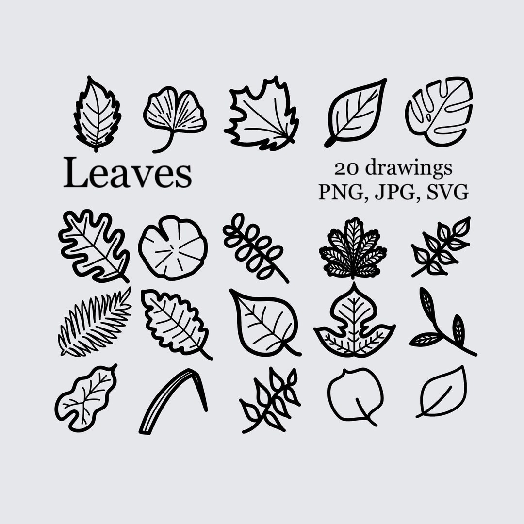 20 Leaf Drawings Downloadable Art - Transparent and White Background ...