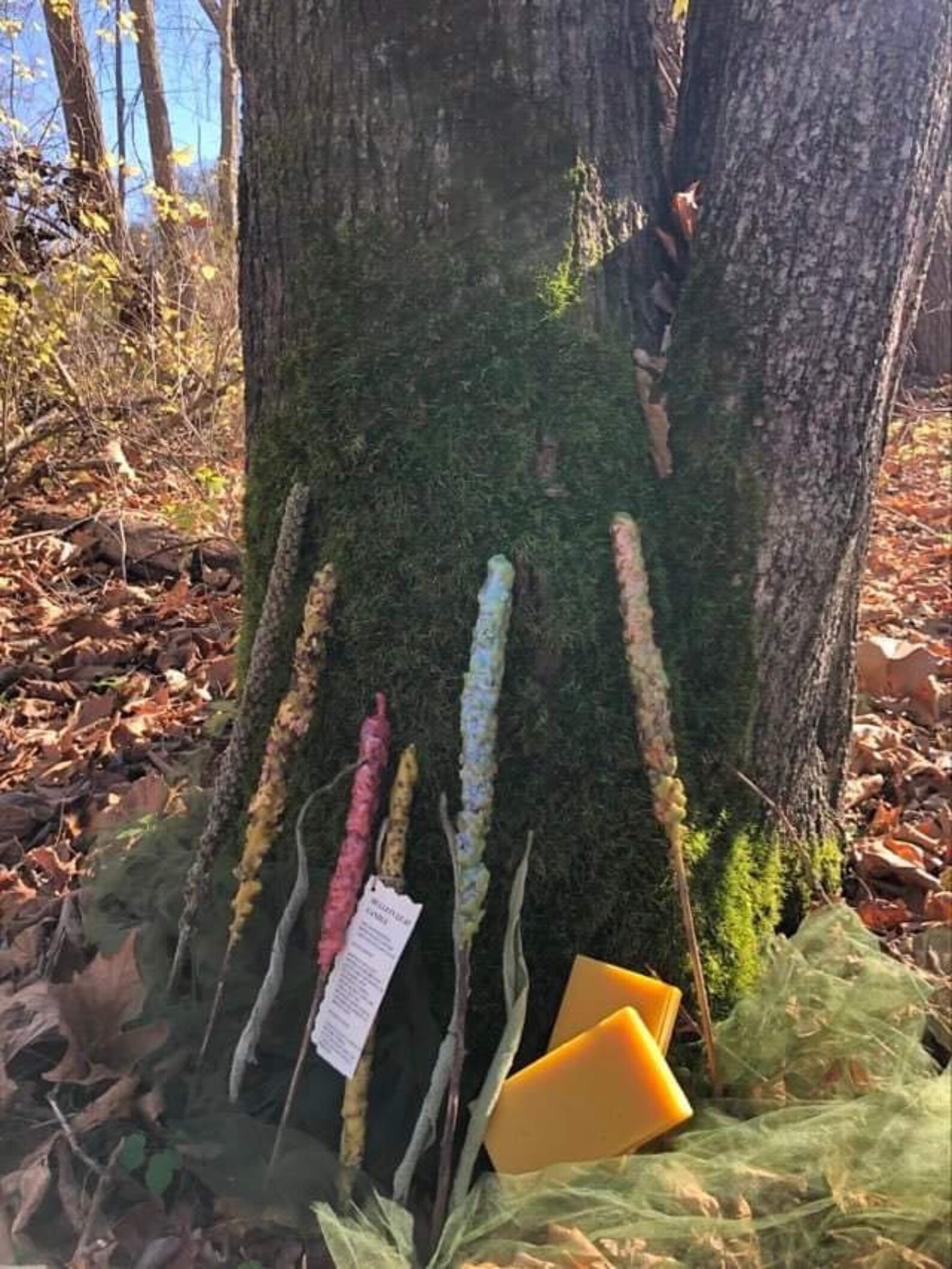 4 Beeswax Dipped Mullein Torches MULLEIN TORCH SET 4 Beeswax - Etsy