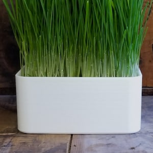 Organic Wheat Grass Grow Kit - Easy Grow Wheat Grass With Decorative ...