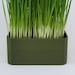 Organic Wheat Grass Grow Kit Easy Grow Wheat Grass With Decorative ...