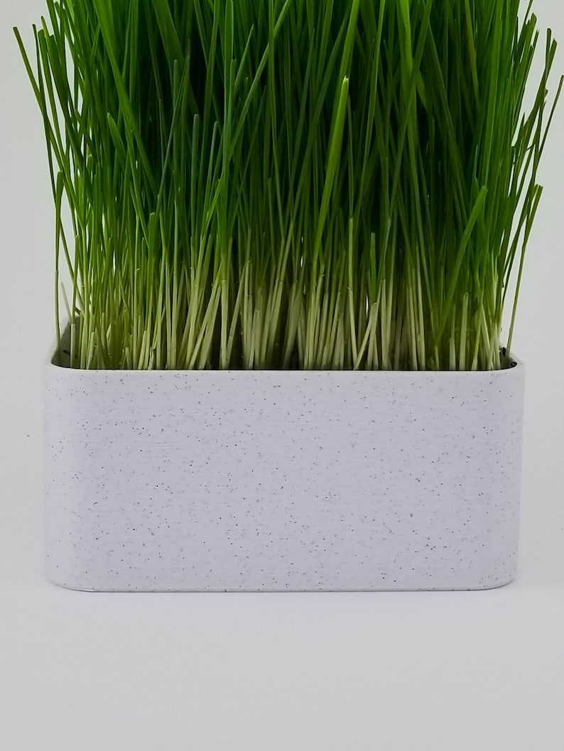 Organic Wheat Grass Grow Kit Easy Grow Wheat Grass With - Etsy