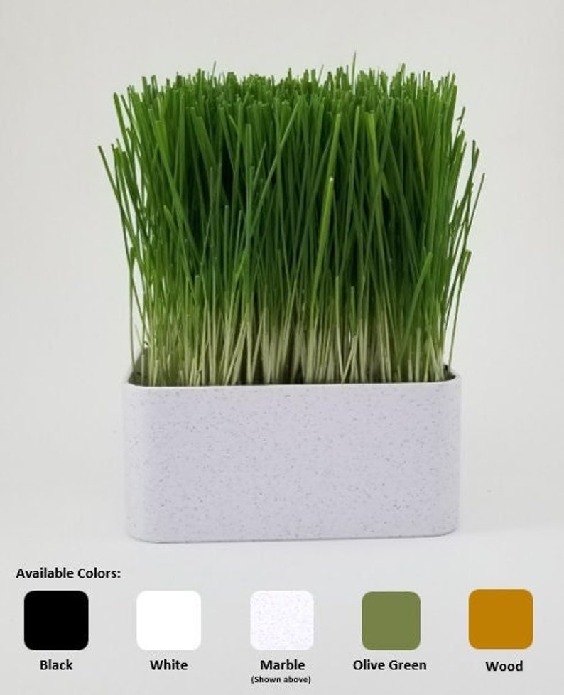 Organic Wheat Grass Grow Kit Easy Grow Wheat Grass With - Etsy