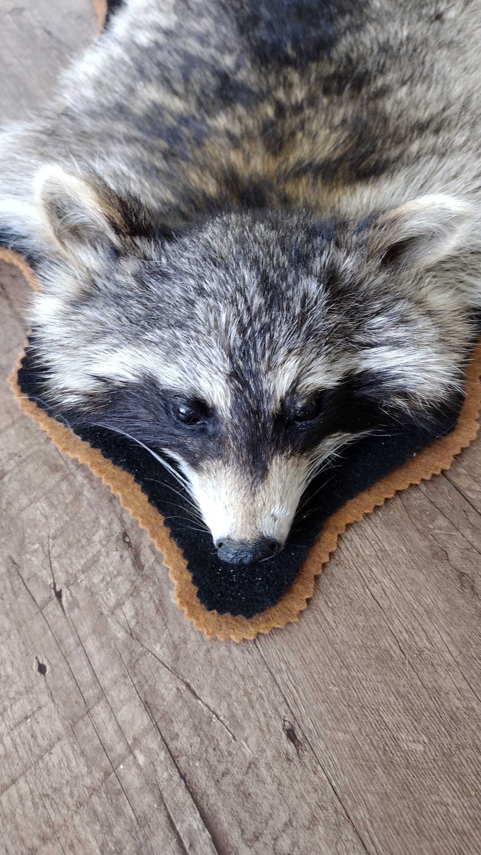 Raccoon Taxidermy Rug, Wall Hanger, Pelt, Hide, Animal, Fur, Cabin ...