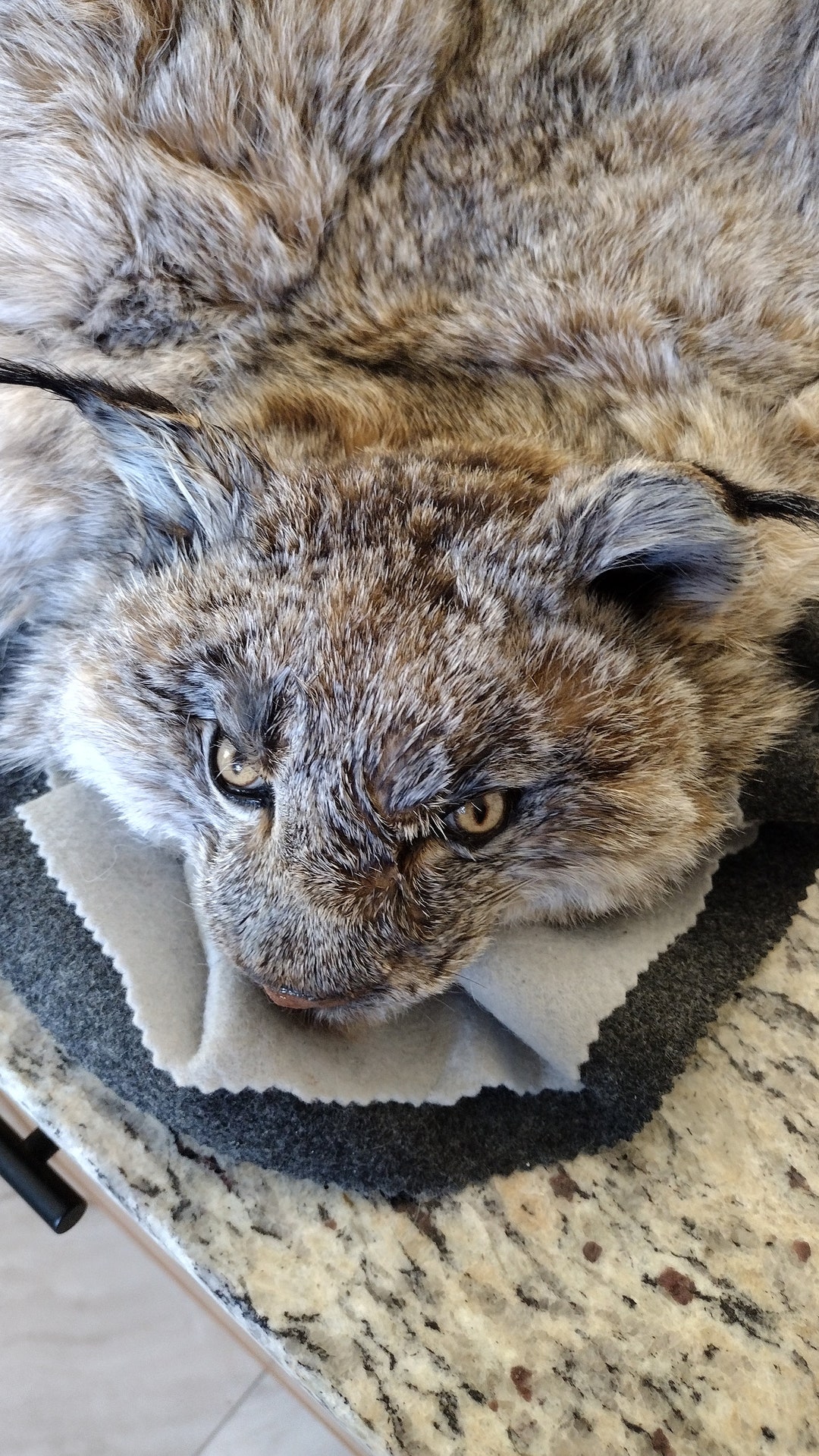 Alaskan Lynx Rug, Taxidermy, Real Fur, Animal Pelt, Hide, Oddity - Etsy