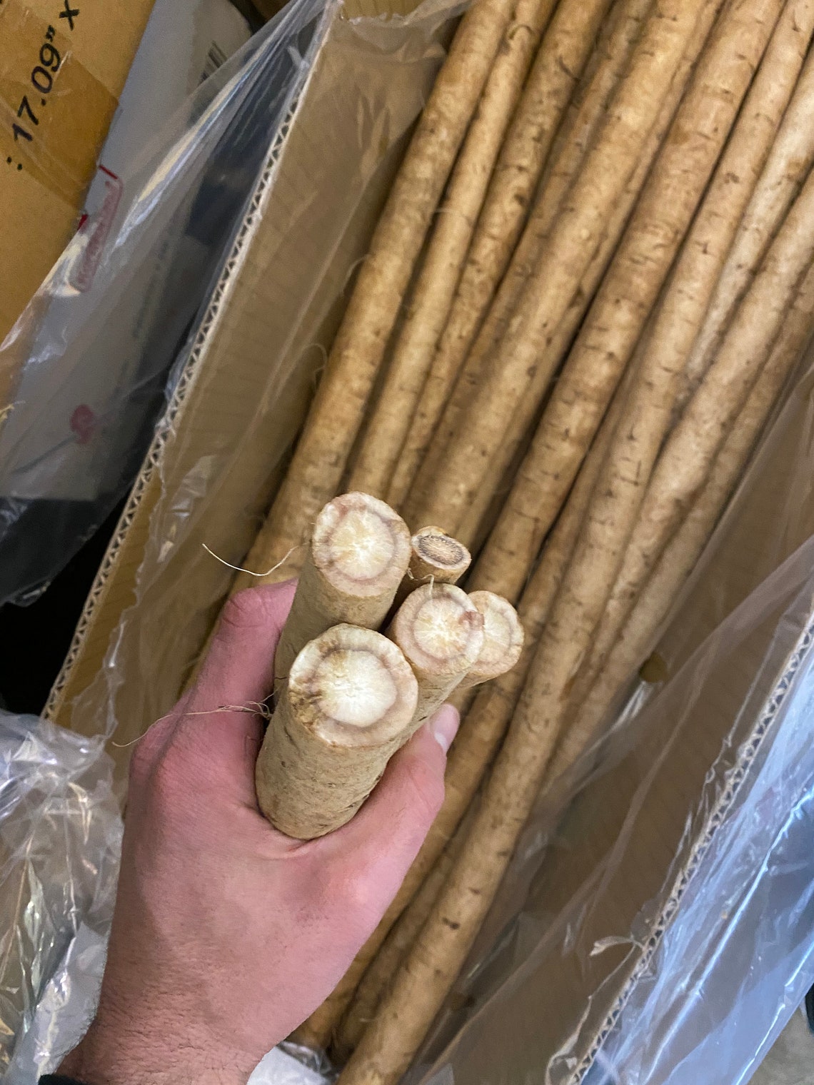 2-2.5lbs FRESH BURDOCK Rootgobo Root Bardana Free Shipping - Etsy