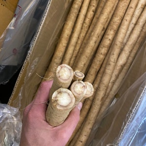 2-2.5lbs FRESH BURDOCK Root(gobo Root, Bardana) Free Shipping - Etsy