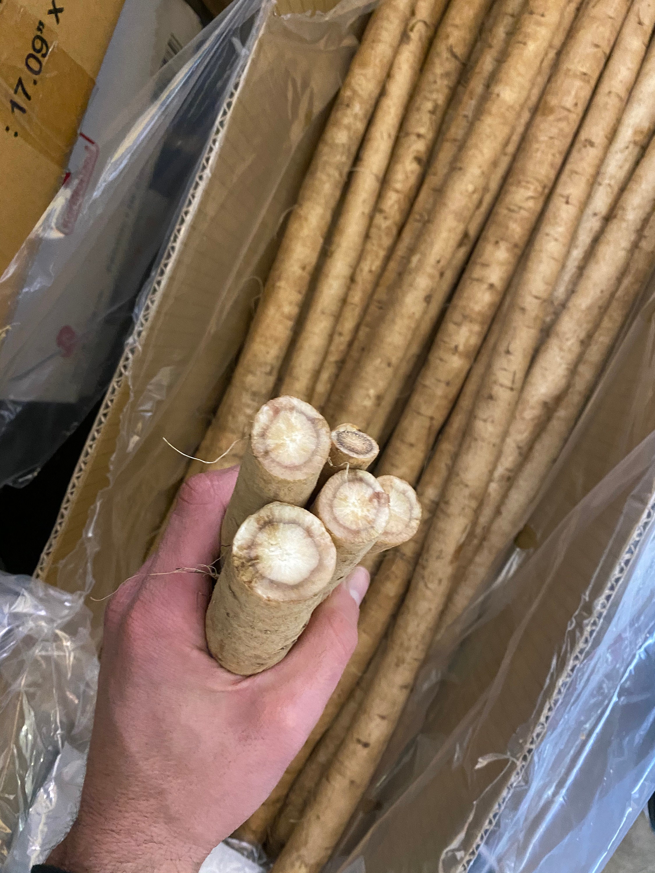 2-2.5lbs FRESH BURDOCK Rootgobo Root Bardana Free Shipping - Etsy