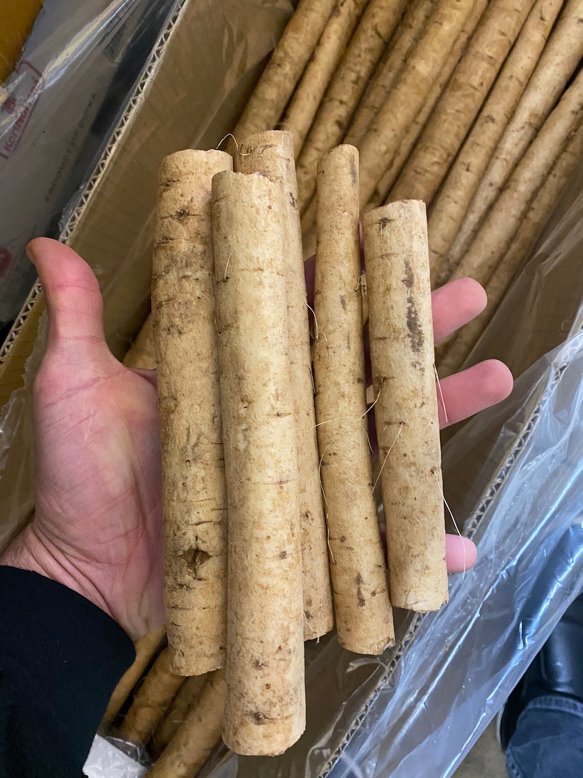 2-2.5lbs FRESH BURDOCK Rootgobo Root Bardana Free Shipping - Etsy