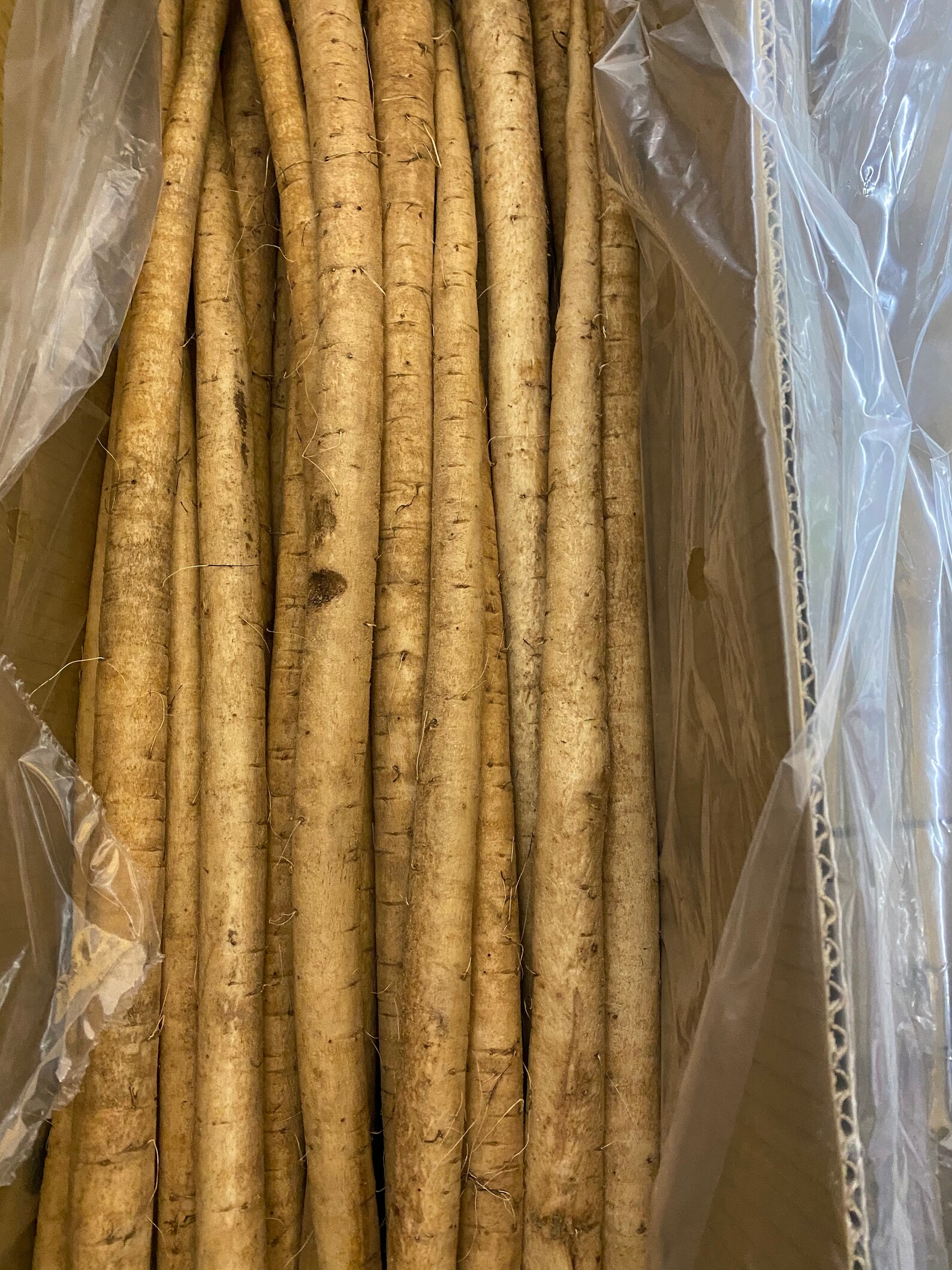 2-2.5lbs FRESH BURDOCK Rootgobo Root Bardana Free Shipping - Etsy