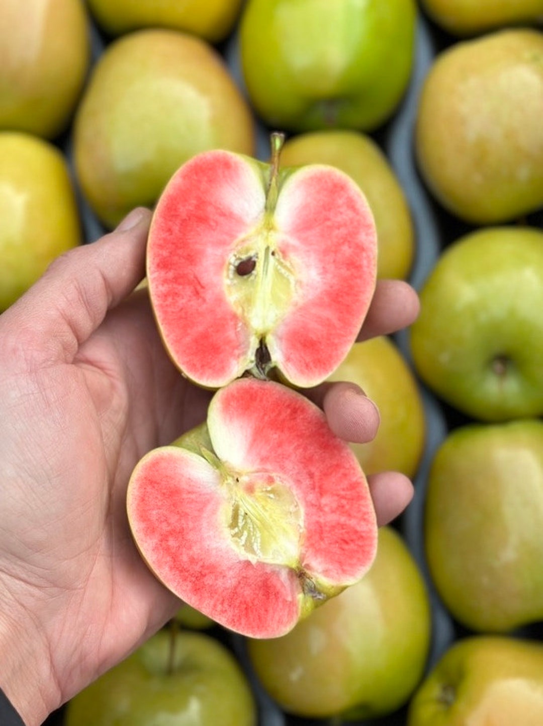5-5.5lbs of Rose Apples actual Fruit Pink Apples / Free Shipping - Etsy