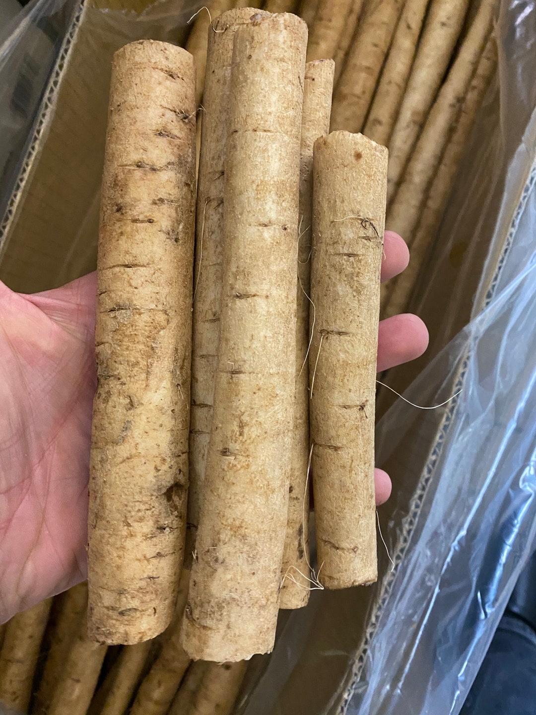 2-2.5lbs FRESH BURDOCK Root(gobo Root, Bardana) Free Shipping - Etsy