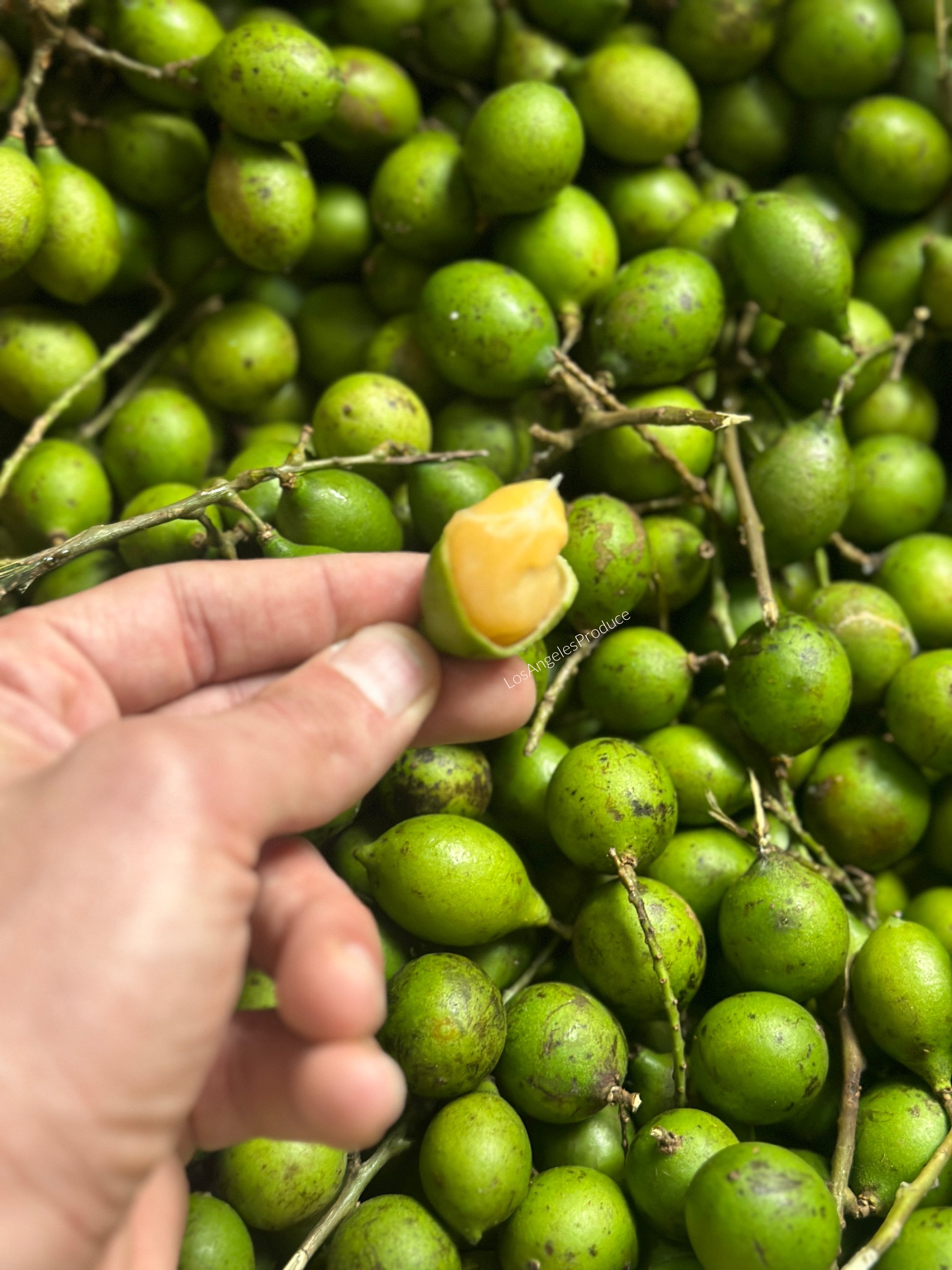 Mamones Salvadorenos