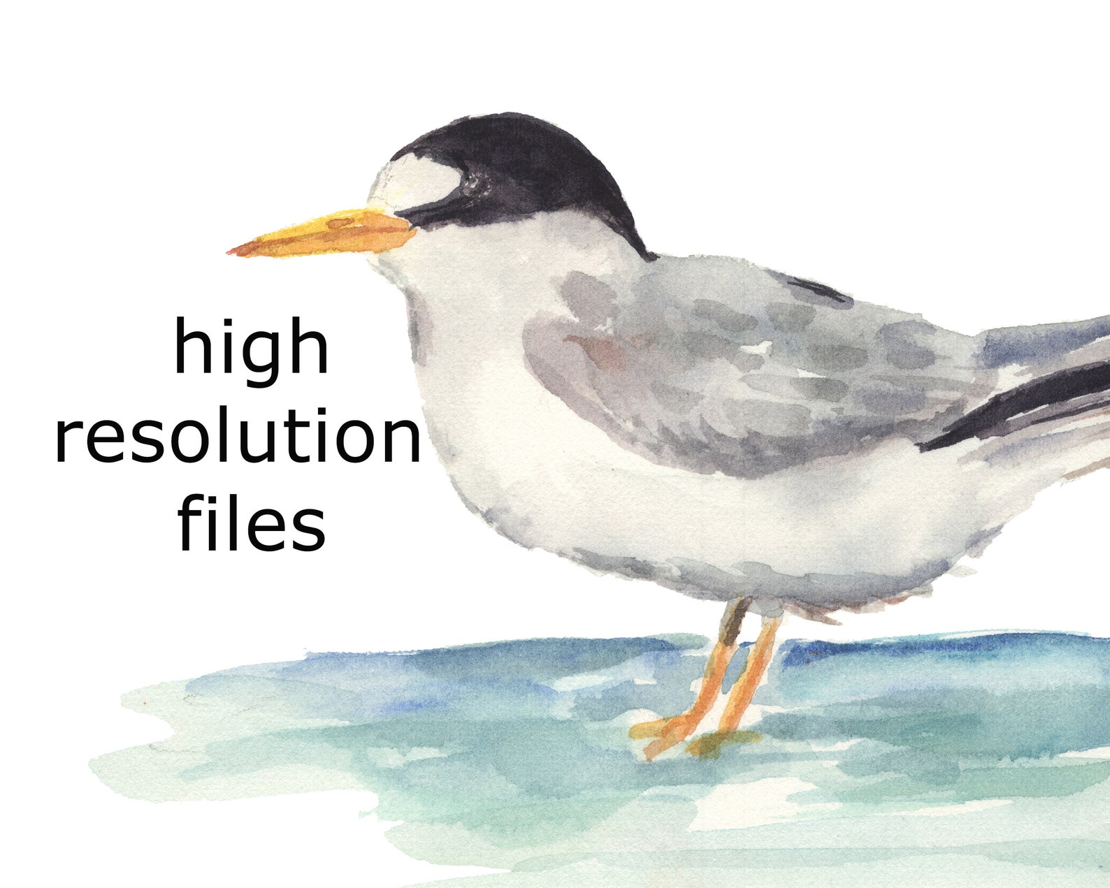 Set of 4 Beach Bird Prints Watercolor Birds Downloadable - Etsy