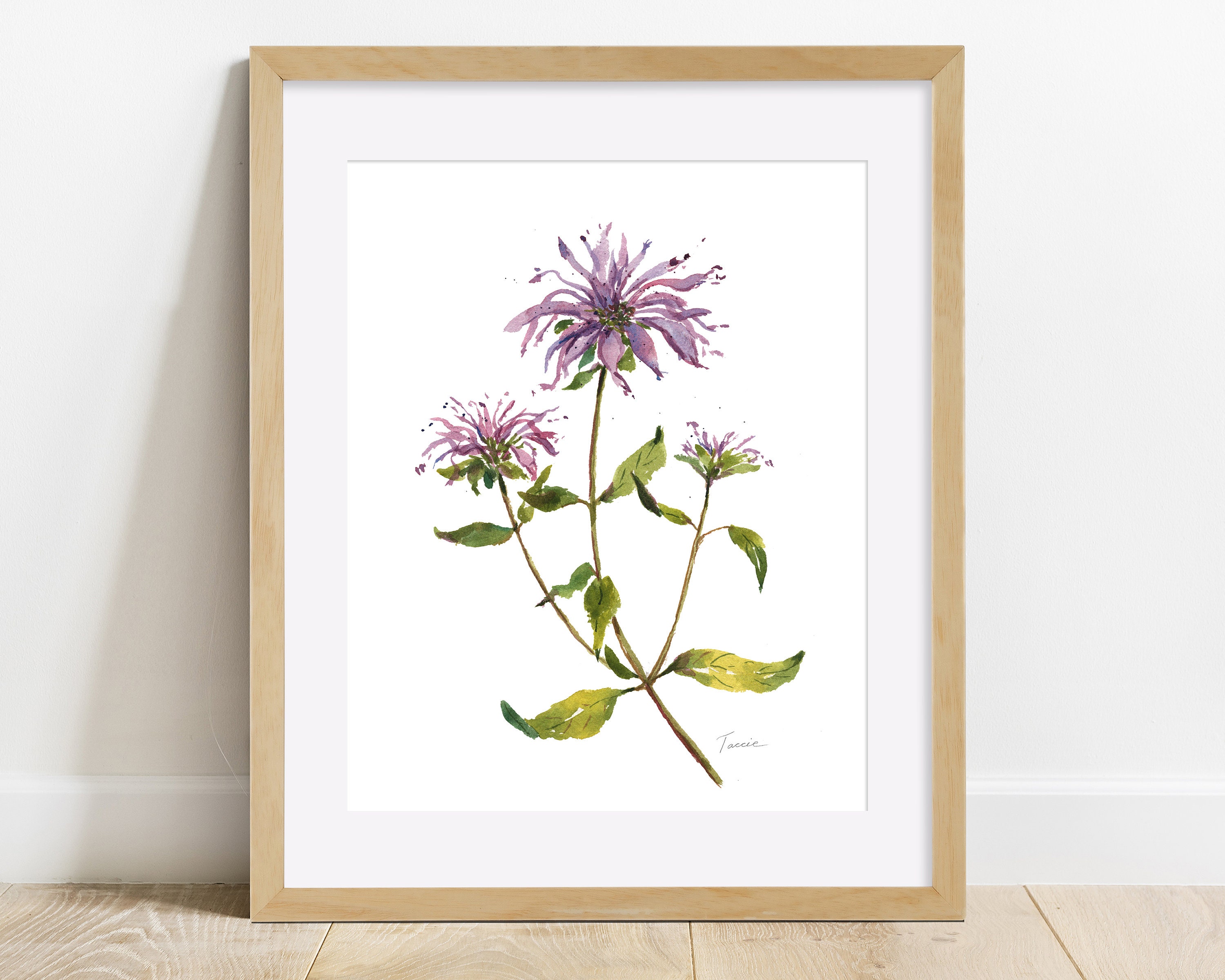 Bergamot Plant Illustration