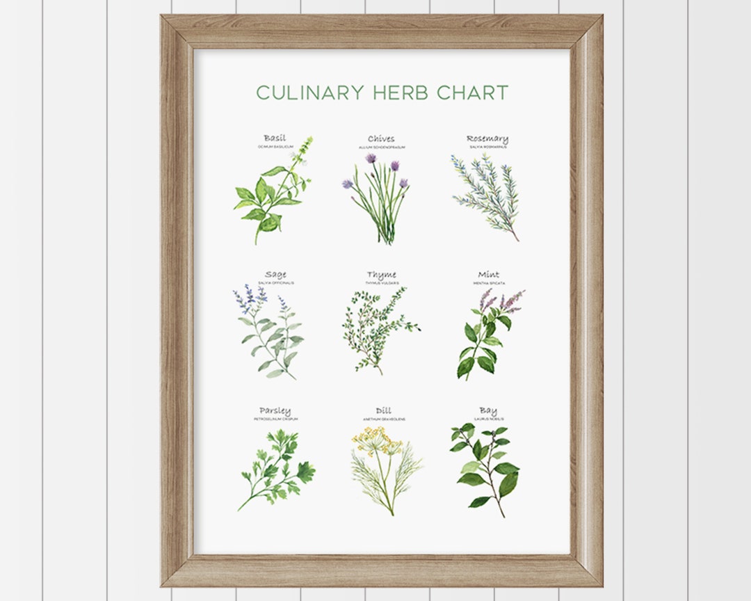 Large Culinary Herb Chart, Botanical Herbal Illustration, Botanical ...
