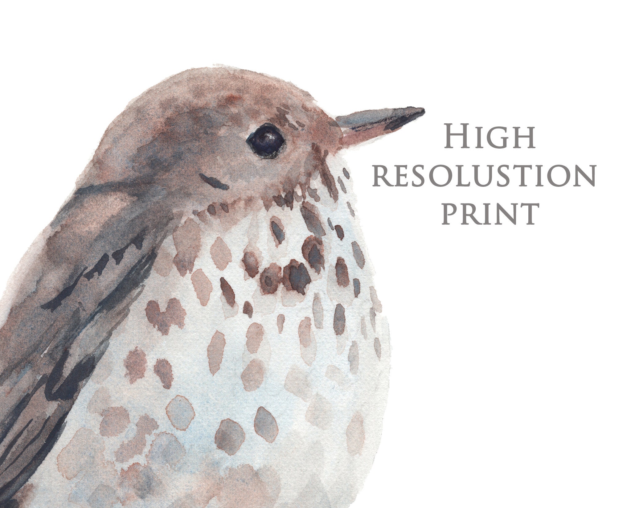 Bird Print of Hermit Thrush Printable Art Instant Download - Etsy