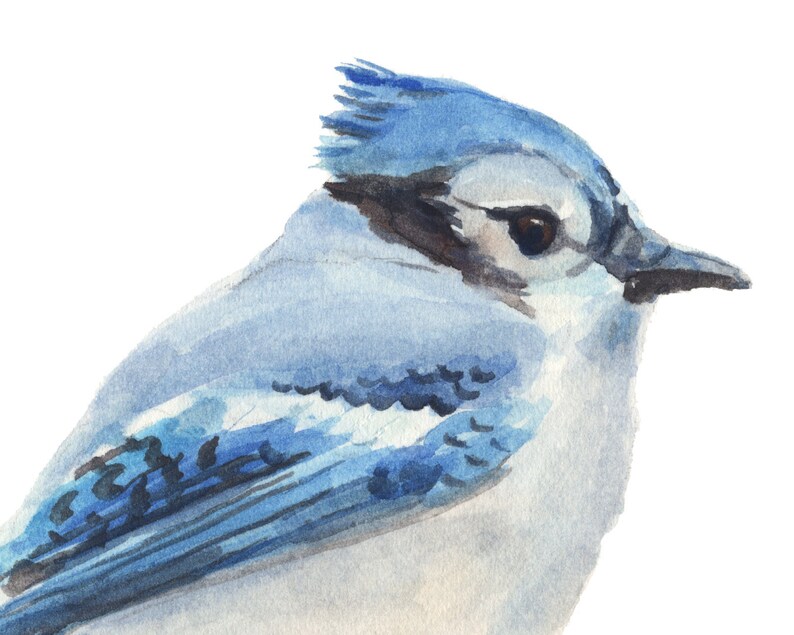 Bluejay Watercolor Bird Print Watercolor Blue Jay - Etsy